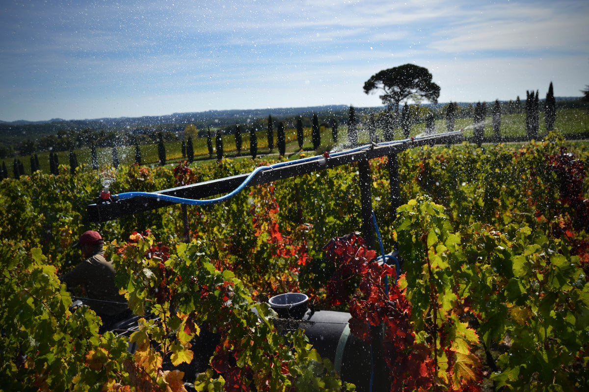 Biodynamic wines: A quest for flavour, care for the planet, and qualit ...